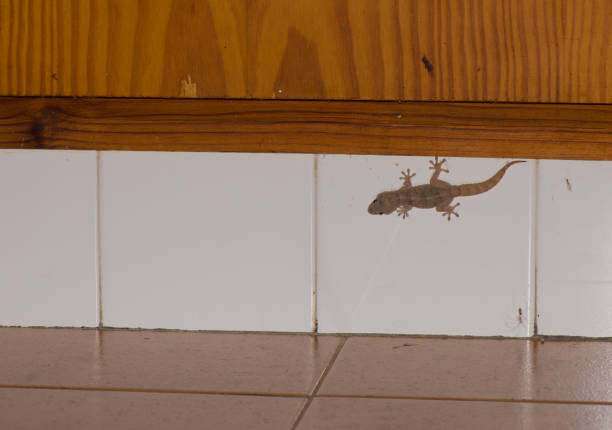 Wall Geckos in Accra: Hidden Dangers and How to Get Rid of Them with ...